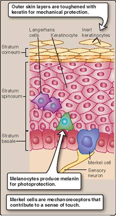 Skin - Lippincott Illustrated Reviews: Physiology (Lippincott ...