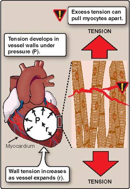 Cardiac Mechanics - Lippincott Illustrated Reviews: Physiology ...
