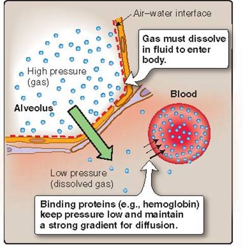 Gas Exchange - Lippincott Illustrated Reviews: Physiology (Lippincott ...