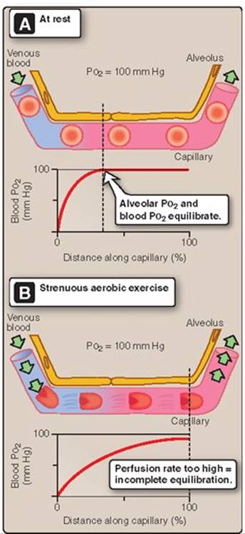 Gas Exchange - Lippincott Illustrated Reviews: Physiology (Lippincott ...