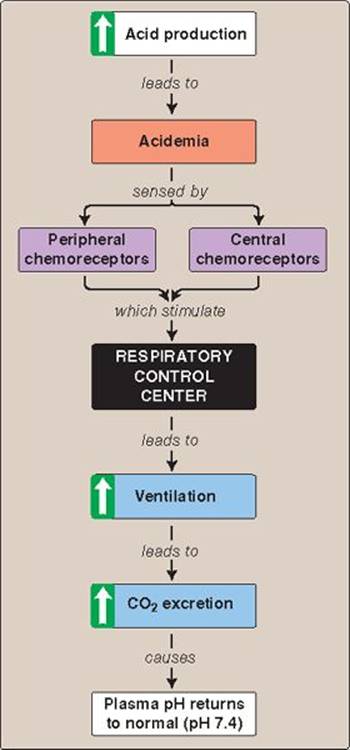Gas Exchange - Lippincott Illustrated Reviews: Physiology (Lippincott ...