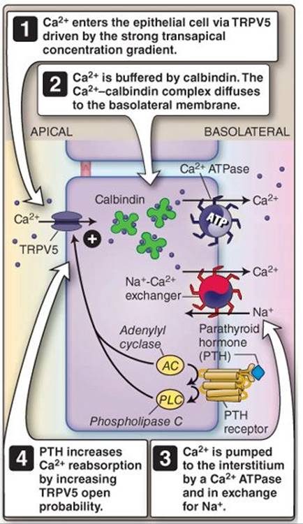 Urine Formation - Lippincott Illustrated Reviews: Physiology ...