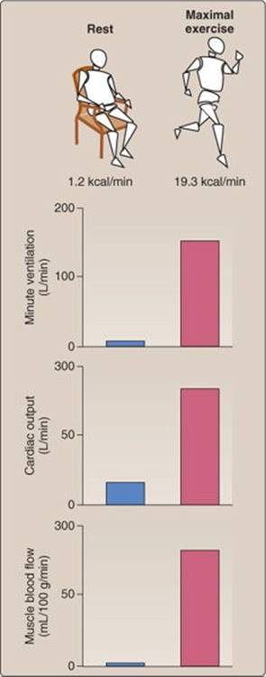 Exercise - Lippincott Illustrated Reviews: Physiology (Lippincott ...