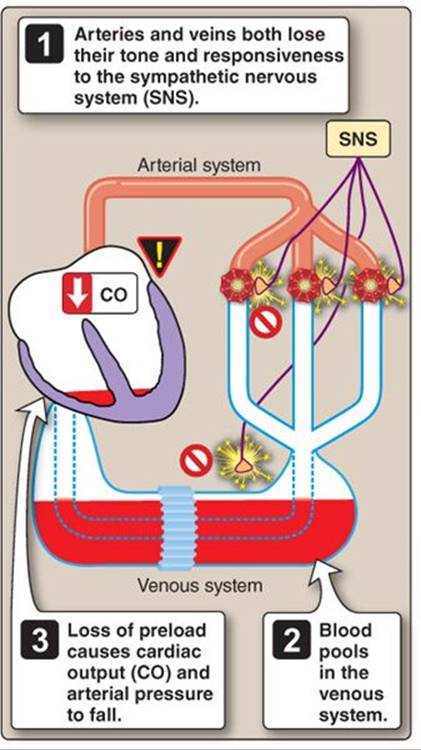 Systems Failure - Lippincott Illustrated Reviews: Physiology ...
