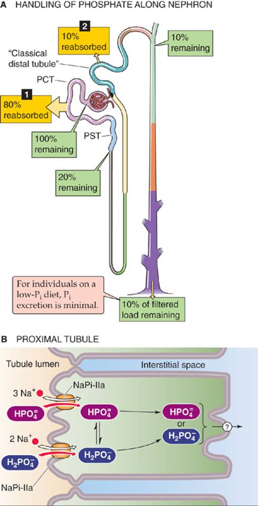 TRANSPORT OF UREA, GLUCOSE, PHOSPHATE, CALCIUM, MAGNESIUM, AND ORGANIC ...