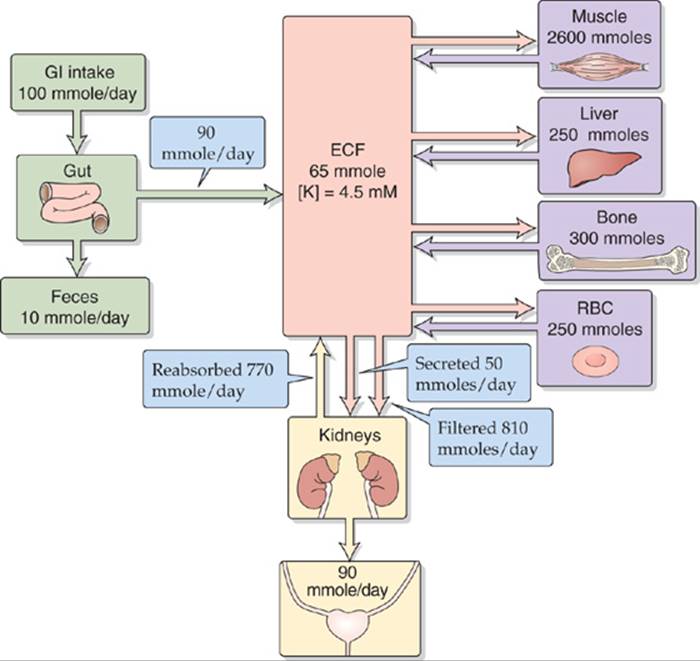 TRANSPORT OF POTASSIUM - THE URINARY SYSTEM - Medical Physiology, 2e ...