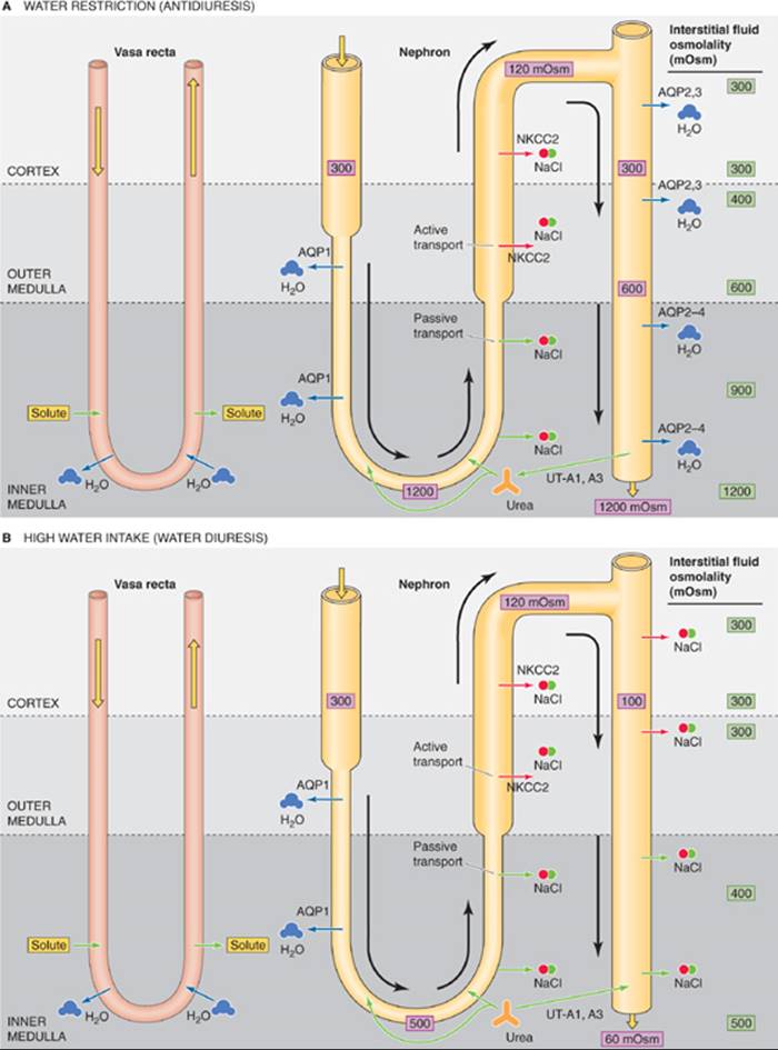 URINE CONCENTRATION AND DILUTION - THE URINARY SYSTEM - Medical ...
