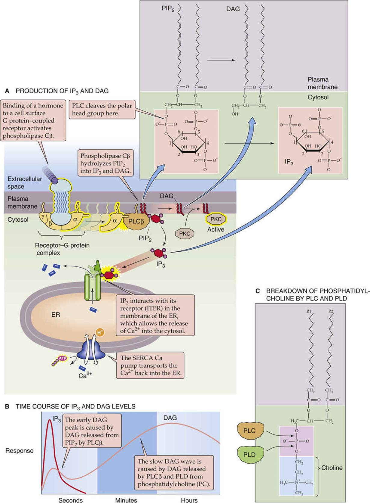 Receptors Coupled to G Proteins - Signal Transduction - Physiology of ...