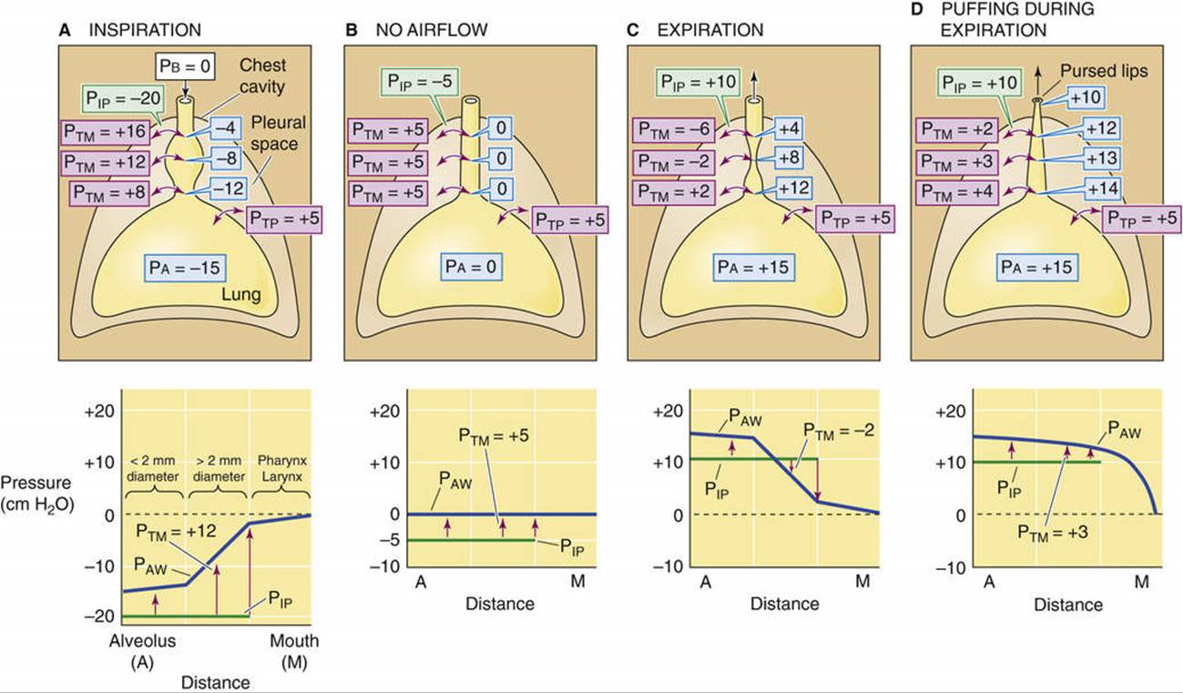 Dynamic Properties of the Lung - Mechanics of Ventilation - The ...