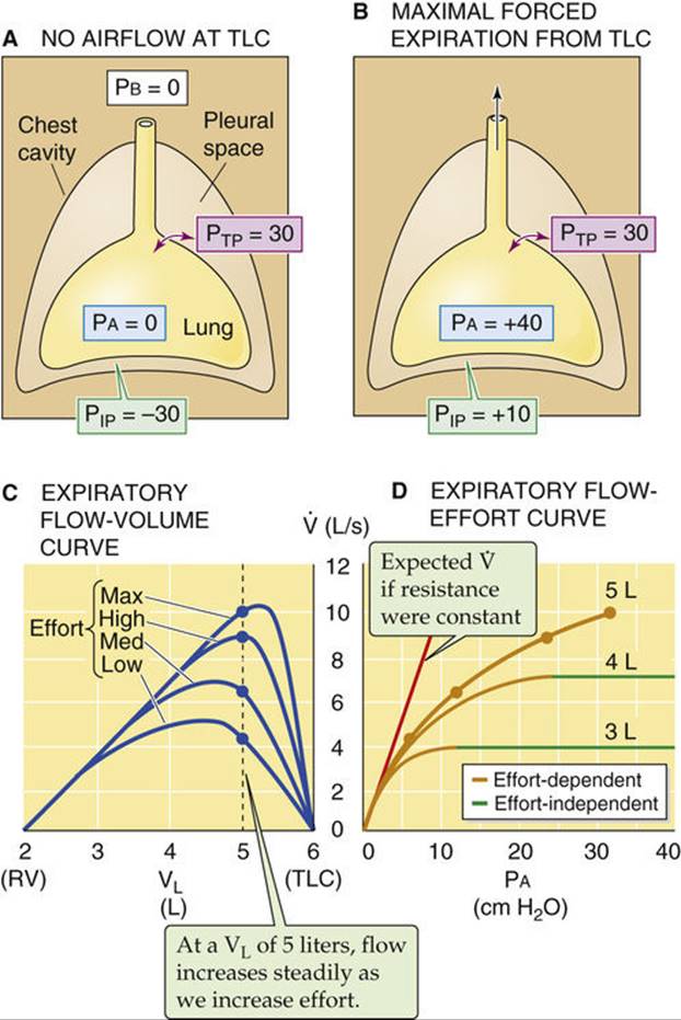 Dynamic Properties of the Lung - Mechanics of Ventilation - The ...