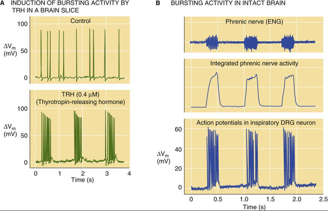 Generation of the Respiratory Rhythm - Control of Ventilation - The ...