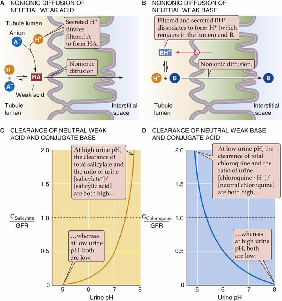 Other Organic Solutes - Transport of Urea, Glucose, Phosphate, Calcium ...