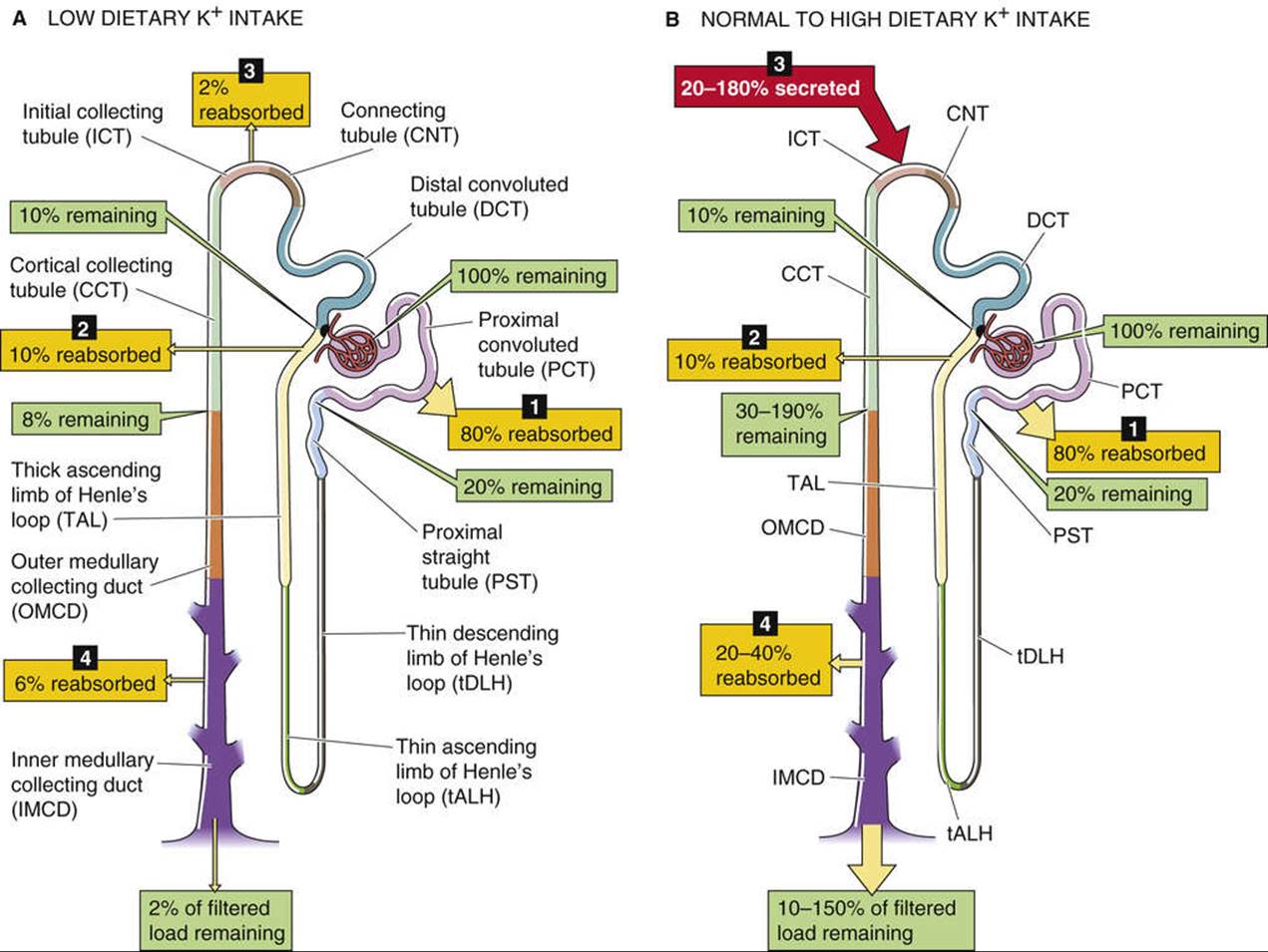 Potassium Transport by Different Segments of the Nephron - Transport of ...