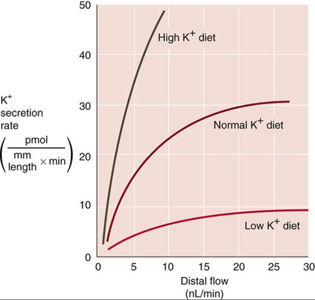 Regulation of Renal Potassium Excretion - Transport of Potassium - The ...