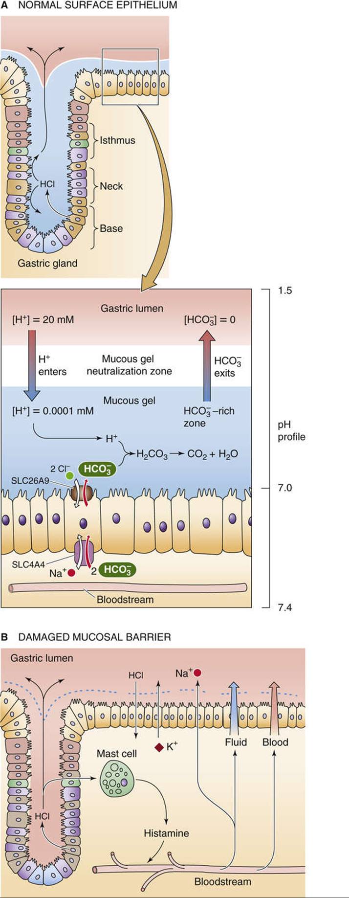 Protection of the Gastric Surface Epithelium and Neutralization of Acid ...
