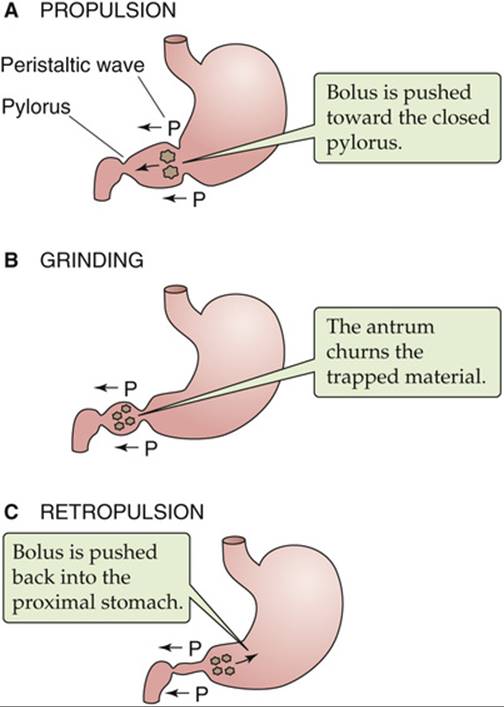 Filling and Emptying of the Stomach - Gastric Function - The ...