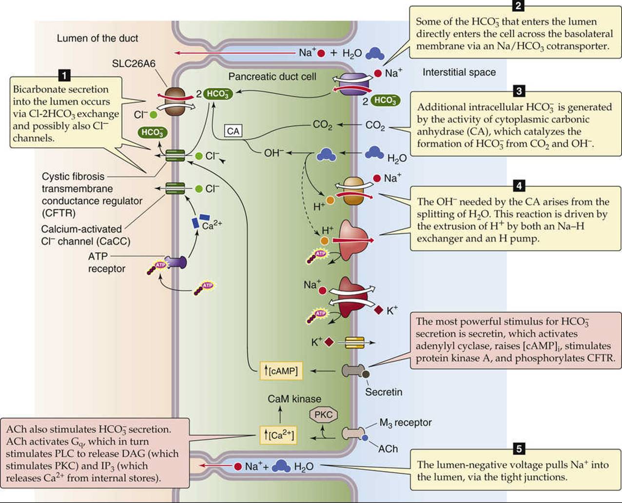 Pancreatic Duct Cell - Pancreatic and Salivary Glands - The ...