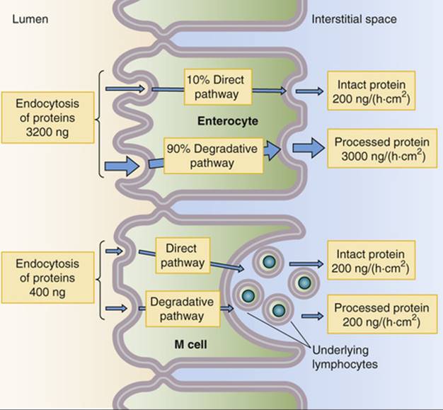 Protein Digestion - Nutrient Digestion and Absorption - The ...