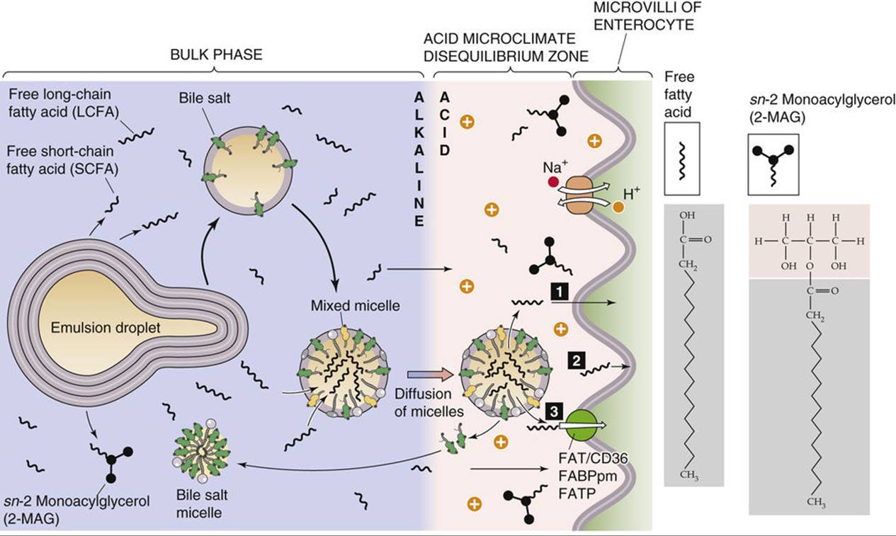 Lipid Absorption - Nutrient Digestion and Absorption - The ...