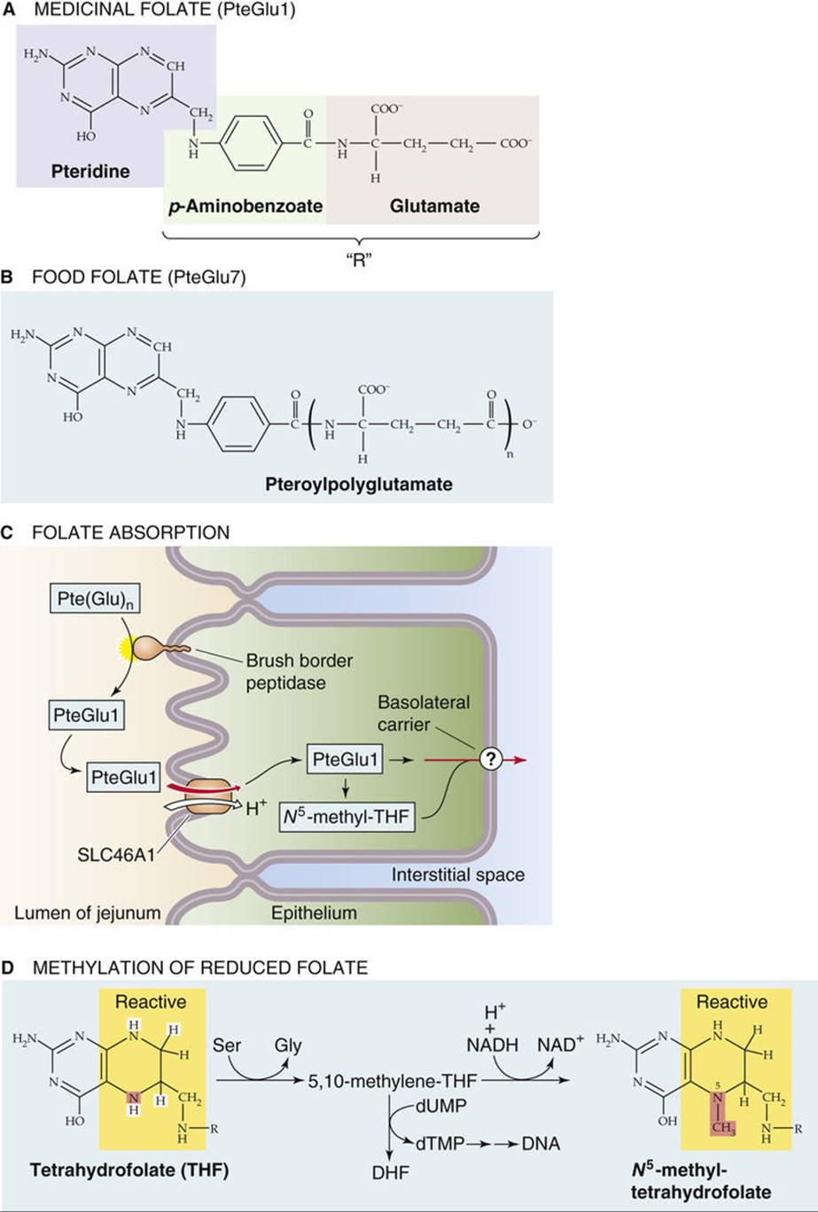 Digestion and Absorption of Vitamins and Minerals - Nutrient Digestion ...