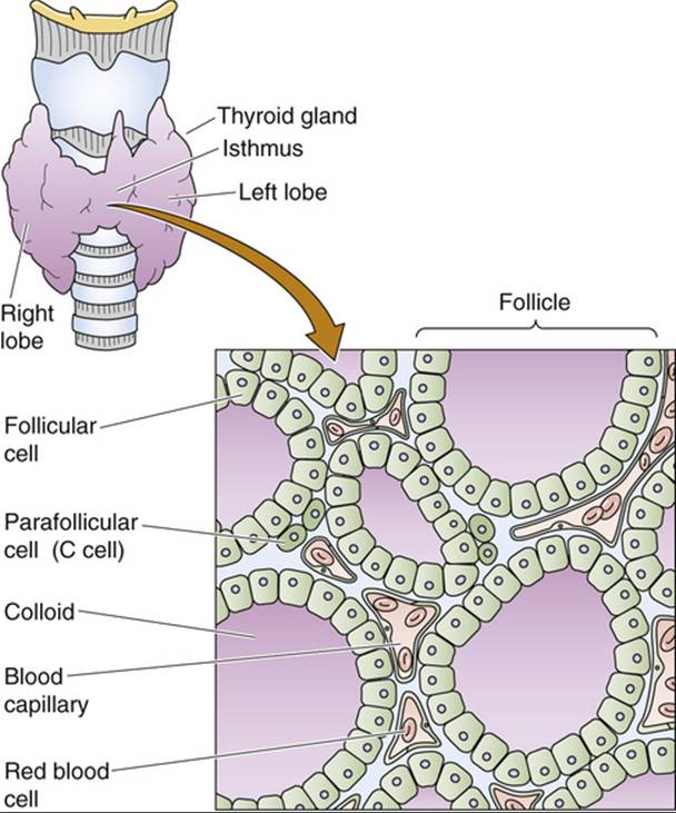 The Thyroid Gland - The Endocrine System - Medical Physiology, 3rd Edition