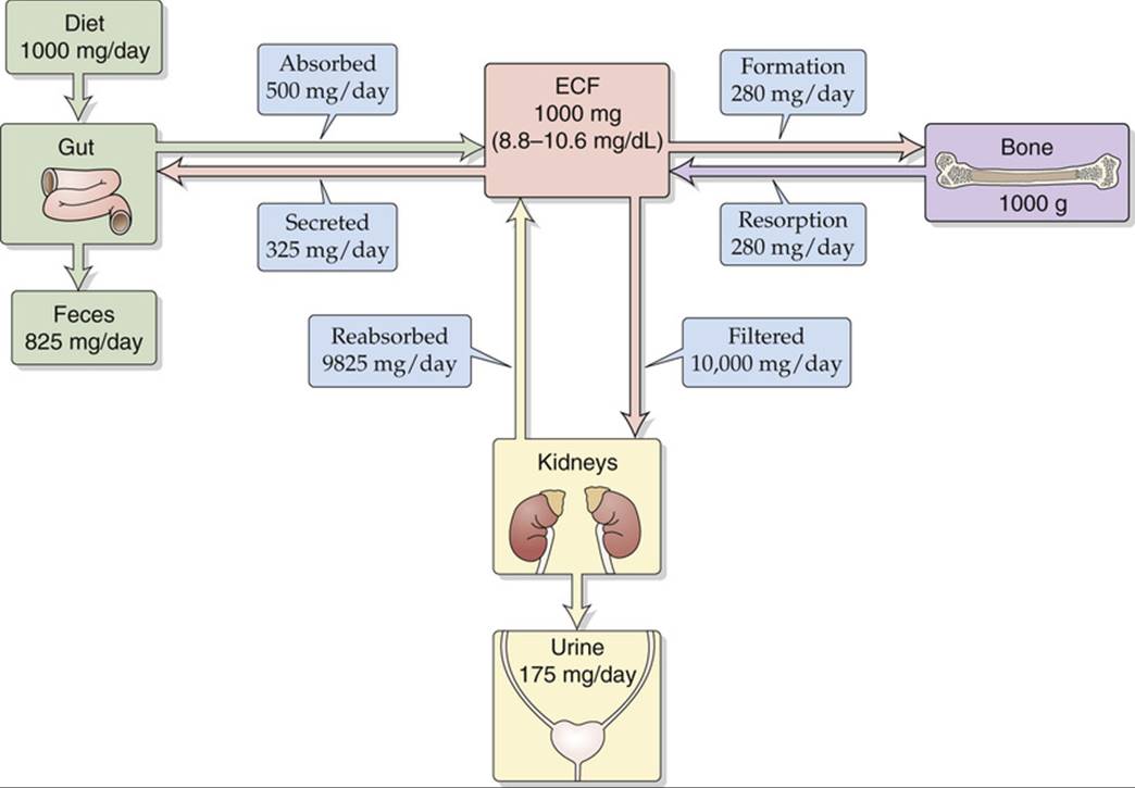 Calcium and Phosphate Balance - The Parathyroid Glands and Vitamin D ...