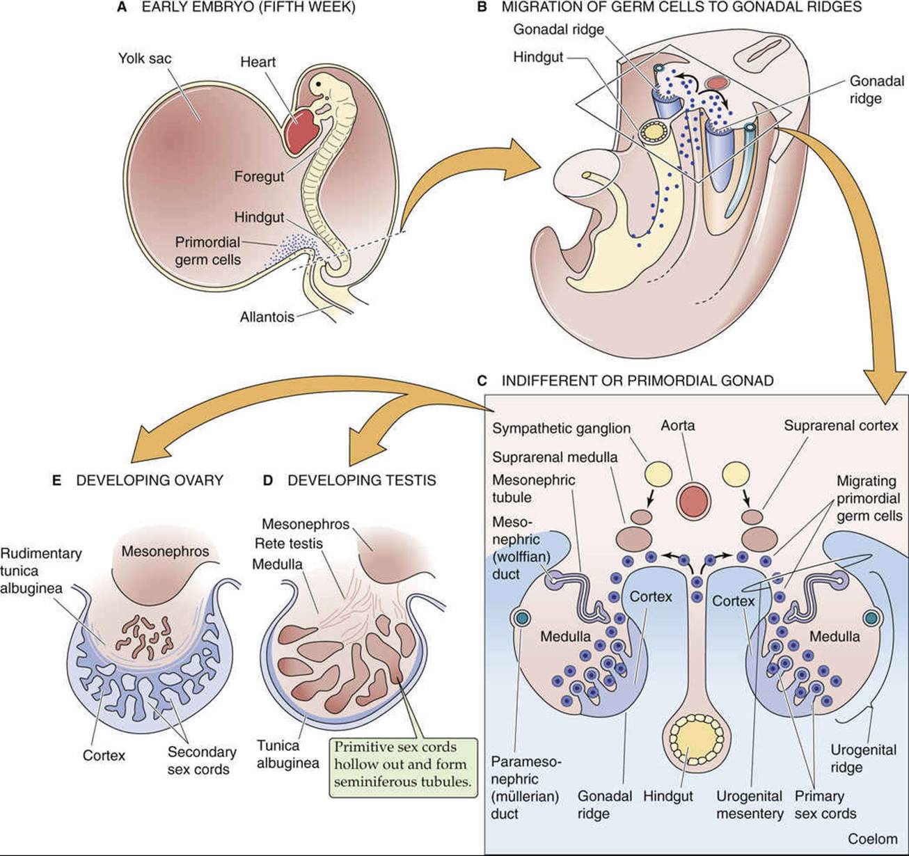 Differentiation of the Gonads - Sexual Differentiation - The ...