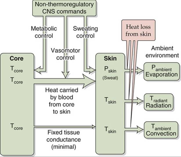 Modes of Heat Transfer - Regulation of Body Temperature - Physiology of ...