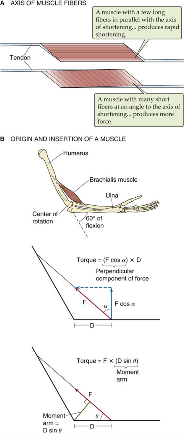 Motor Units and Muscle Function - Exercise Physiology and Sports ...