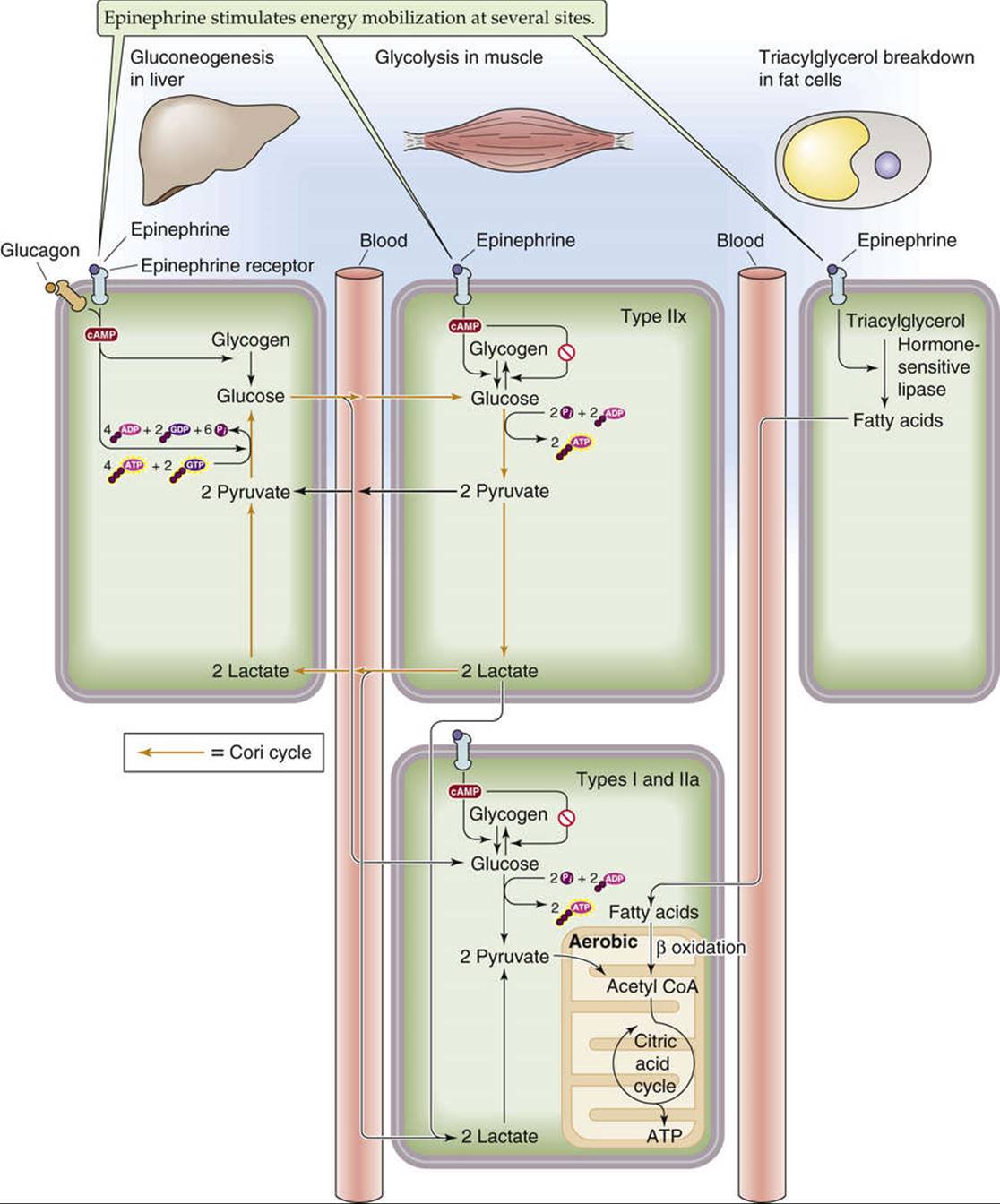 Conversion of Chemical Energy to Mechanical Work - Exercise Physiology ...