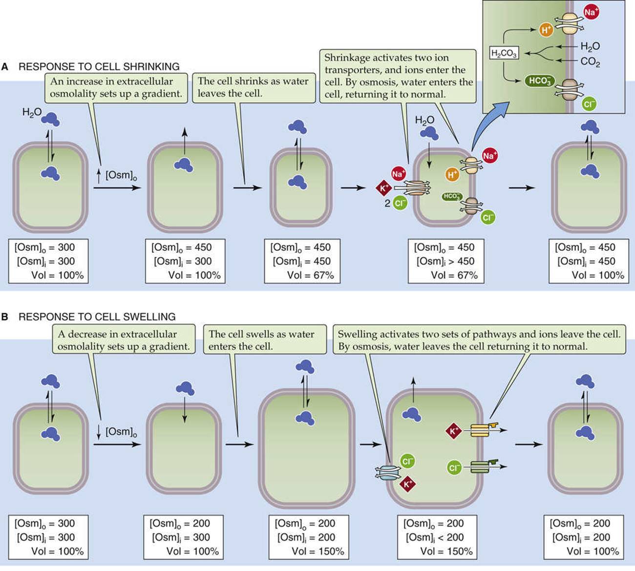 Water Transport and the Regulation of Cell Volume - Transport of ...