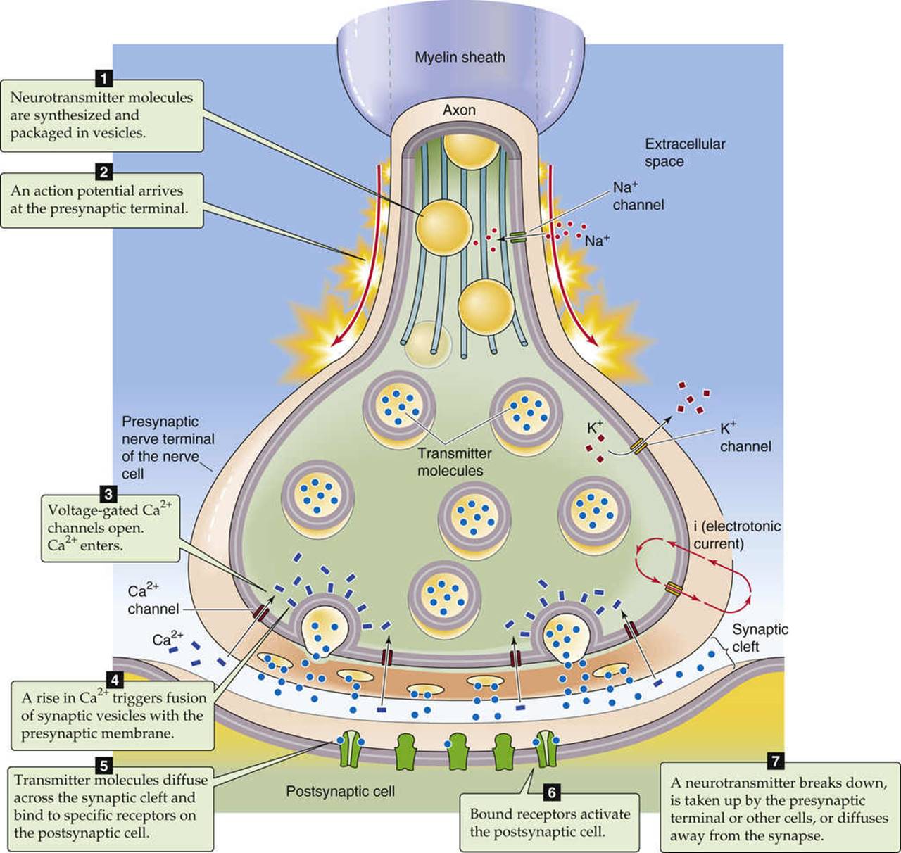 Mechanisms of Synaptic Transmission - Synaptic Transmission and the ...