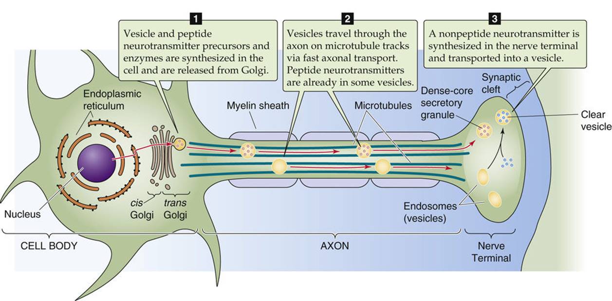 Synaptic Transmission at the Neuromuscular Junction - Synaptic ...
