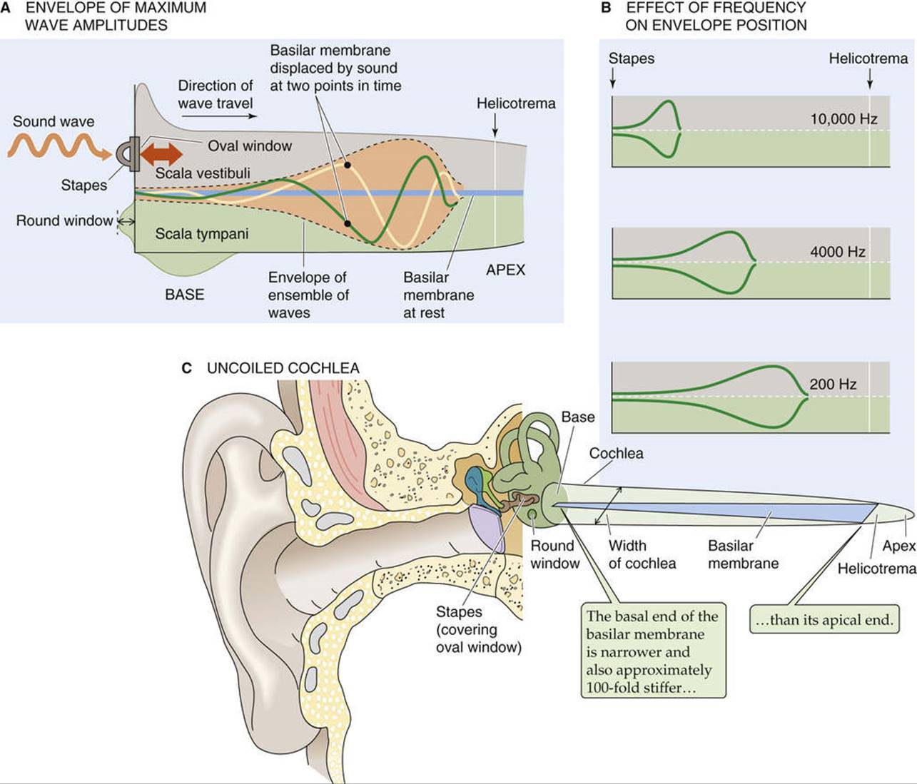Vestibular and Auditory Transduction: Hair Cells - Sensory Transduction ...
