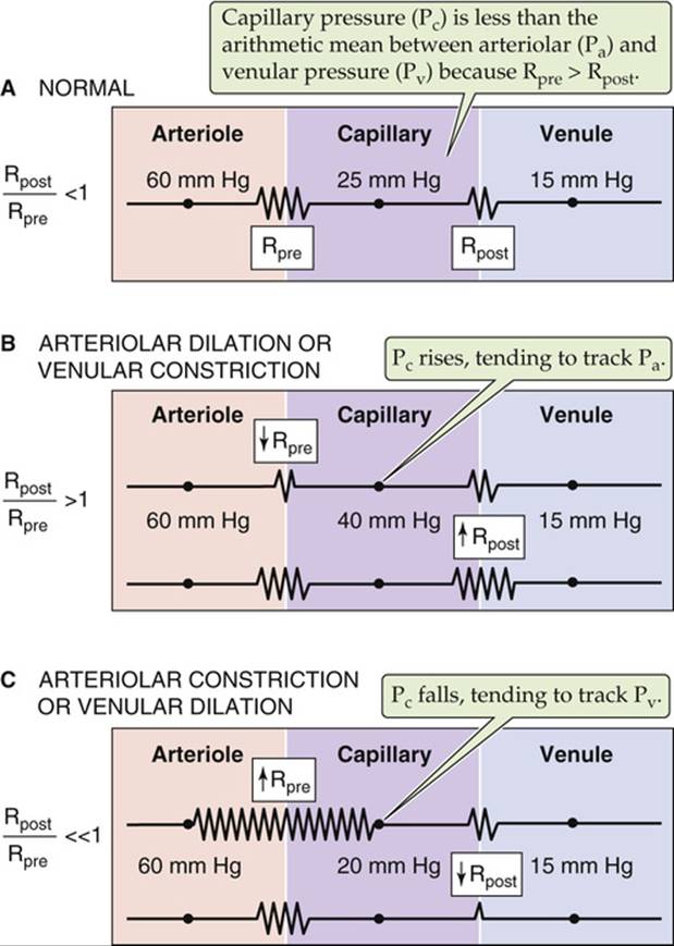 Arterial Distribution and Venous Collection Systems - Arteries and ...