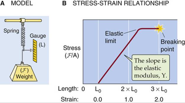 Elastic Properties of Blood Vessels - Arteries and Veins - The ...