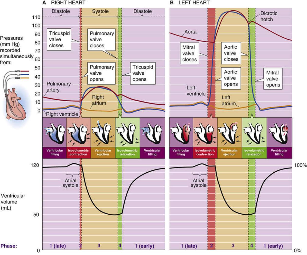 The Cardiac Cycle - The Heart as a Pump - The Cardiovascular System ...