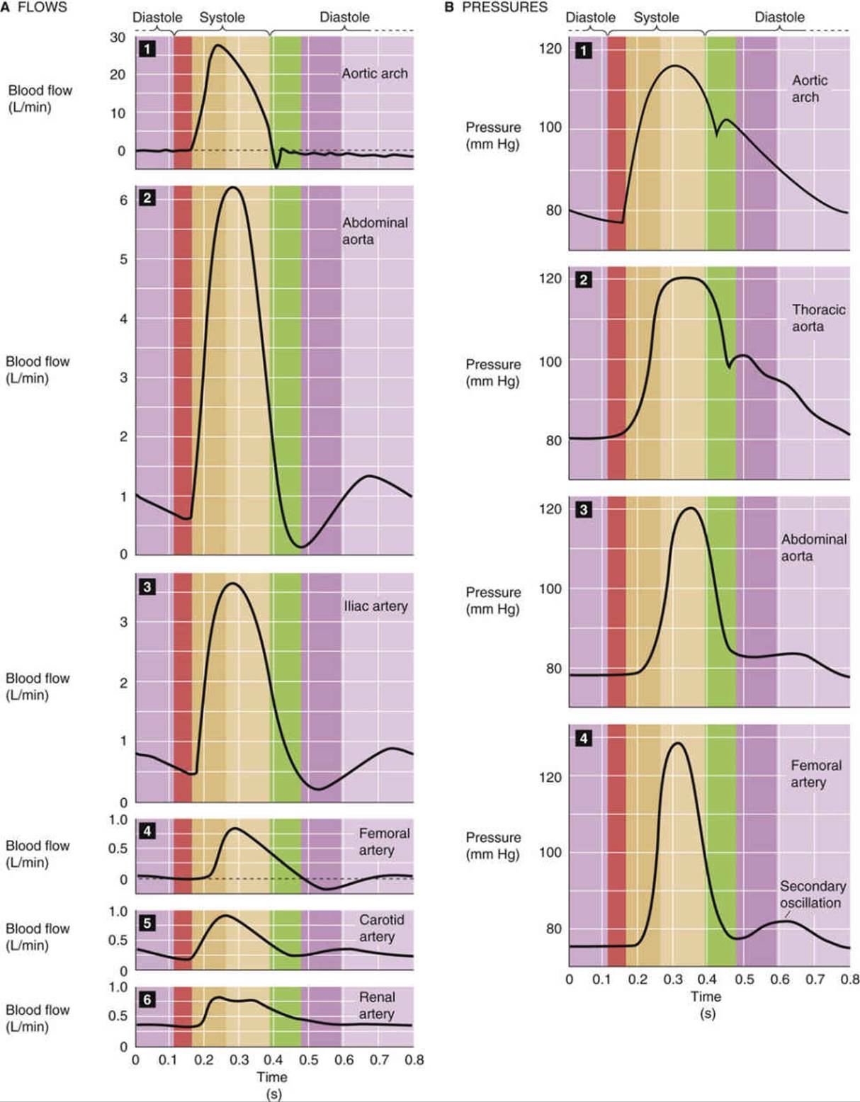 The Cardiac Cycle - The Heart as a Pump - The Cardiovascular System ...