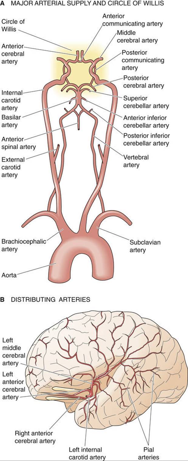 The Brain - Special Circulations - The Cardiovascular System - Medical ...