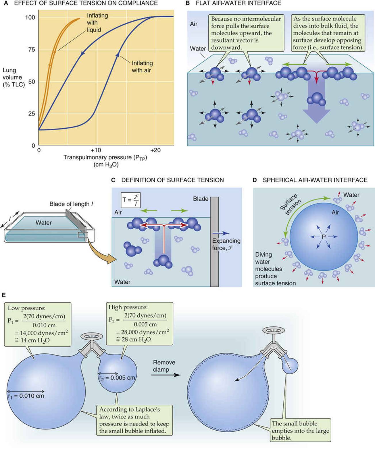 Static Properties of the Lung - Mechanics of Ventilation - The ...