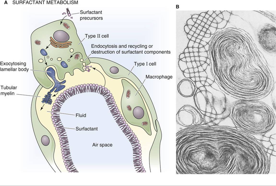 Static Properties of the Lung - Mechanics of Ventilation - The ...