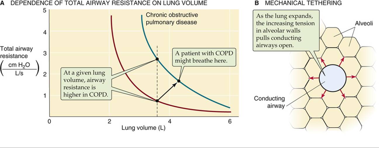 Dynamic Properties of the Lung - Mechanics of Ventilation - The ...