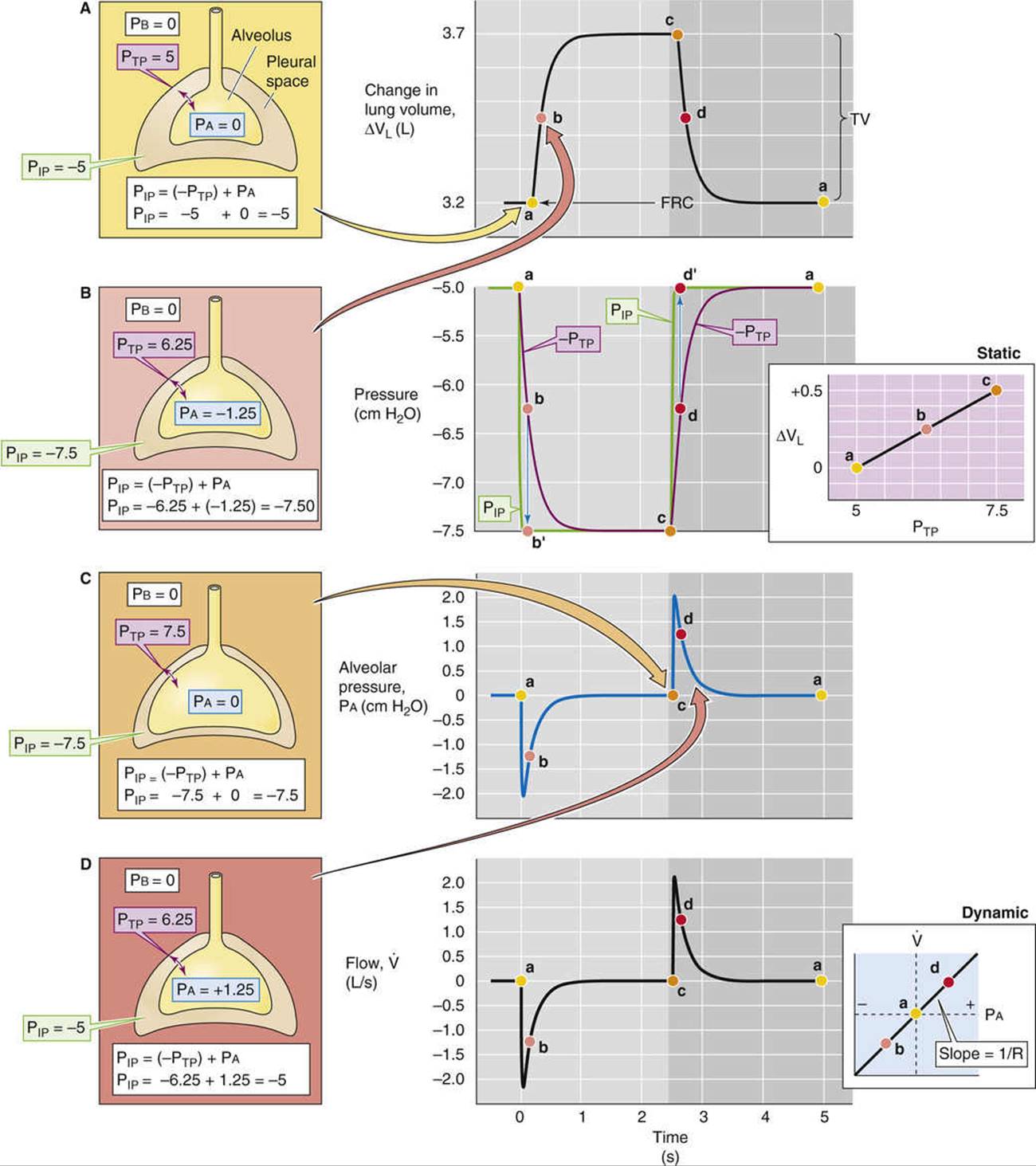 Dynamic Properties of the Lung - Mechanics of Ventilation - The ...