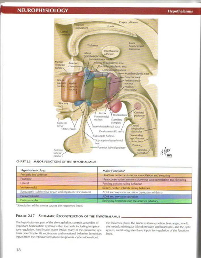 Neurophysiology - Netter's Atlas of Human Physiology (Netter Basic ...