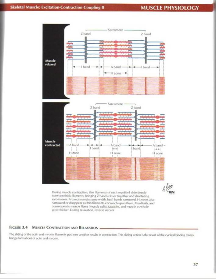 Muscle physiology - Netter's Atlas of Human Physiology (Netter Basic ...