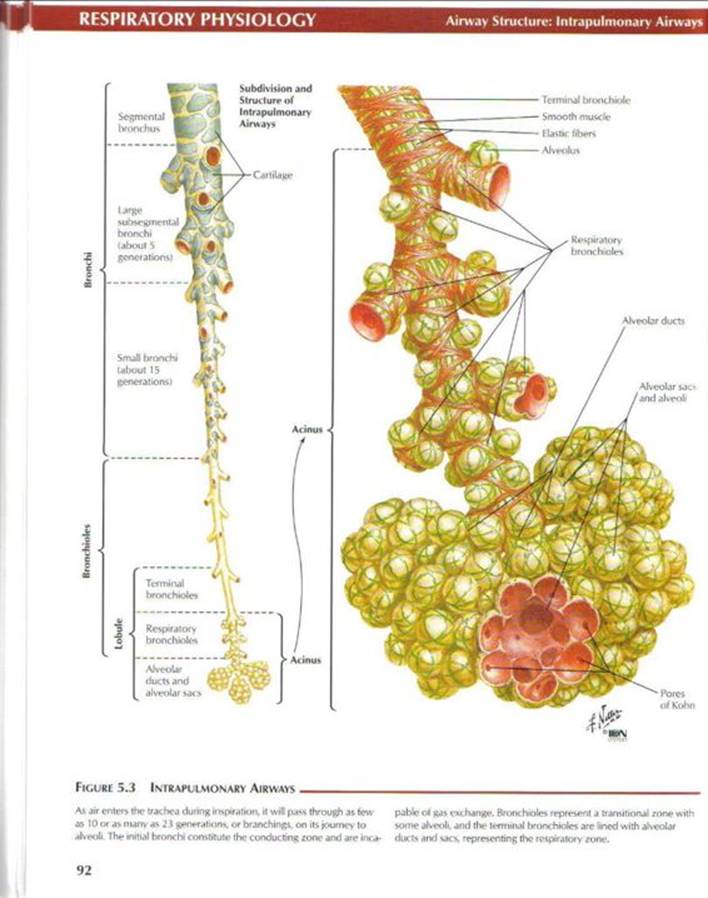 Respiratory physiology - Netter's Atlas of Human Physiology (Netter ...