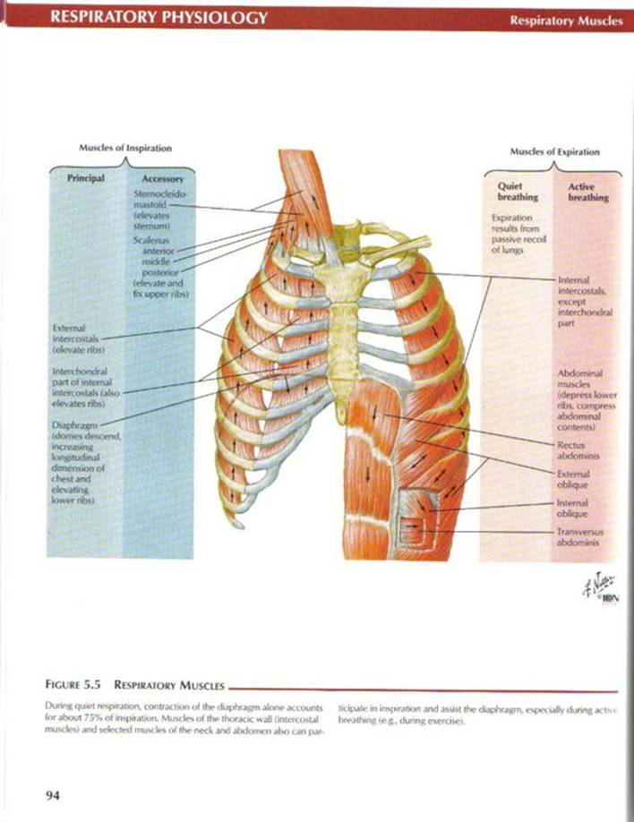 Respiratory physiology - Netter's Atlas of Human Physiology (Netter ...