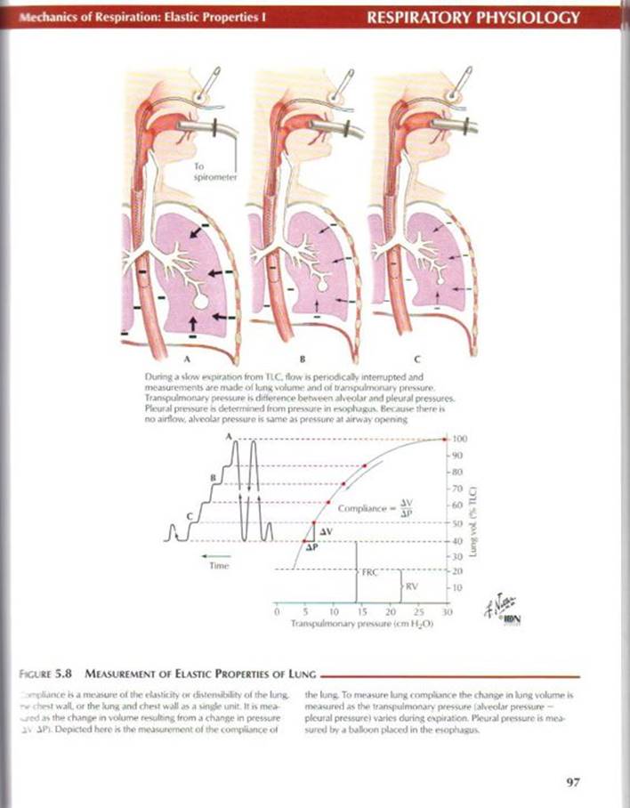 Respiratory physiology - Netter's Atlas of Human Physiology (Netter ...