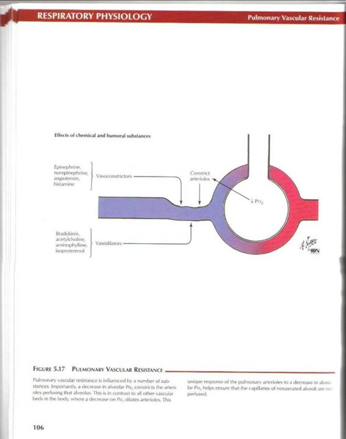 Respiratory physiology - Netter's Atlas of Human Physiology (Netter ...