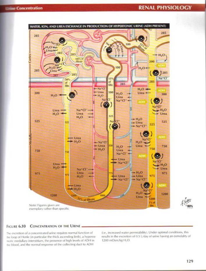 Renal physiology - Netter's Atlas of Human Physiology (Netter Basic ...